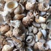 Assorted Sea Shell Mix, Beach Wedding Decor, Sea Shells Bulk, Assorted ...