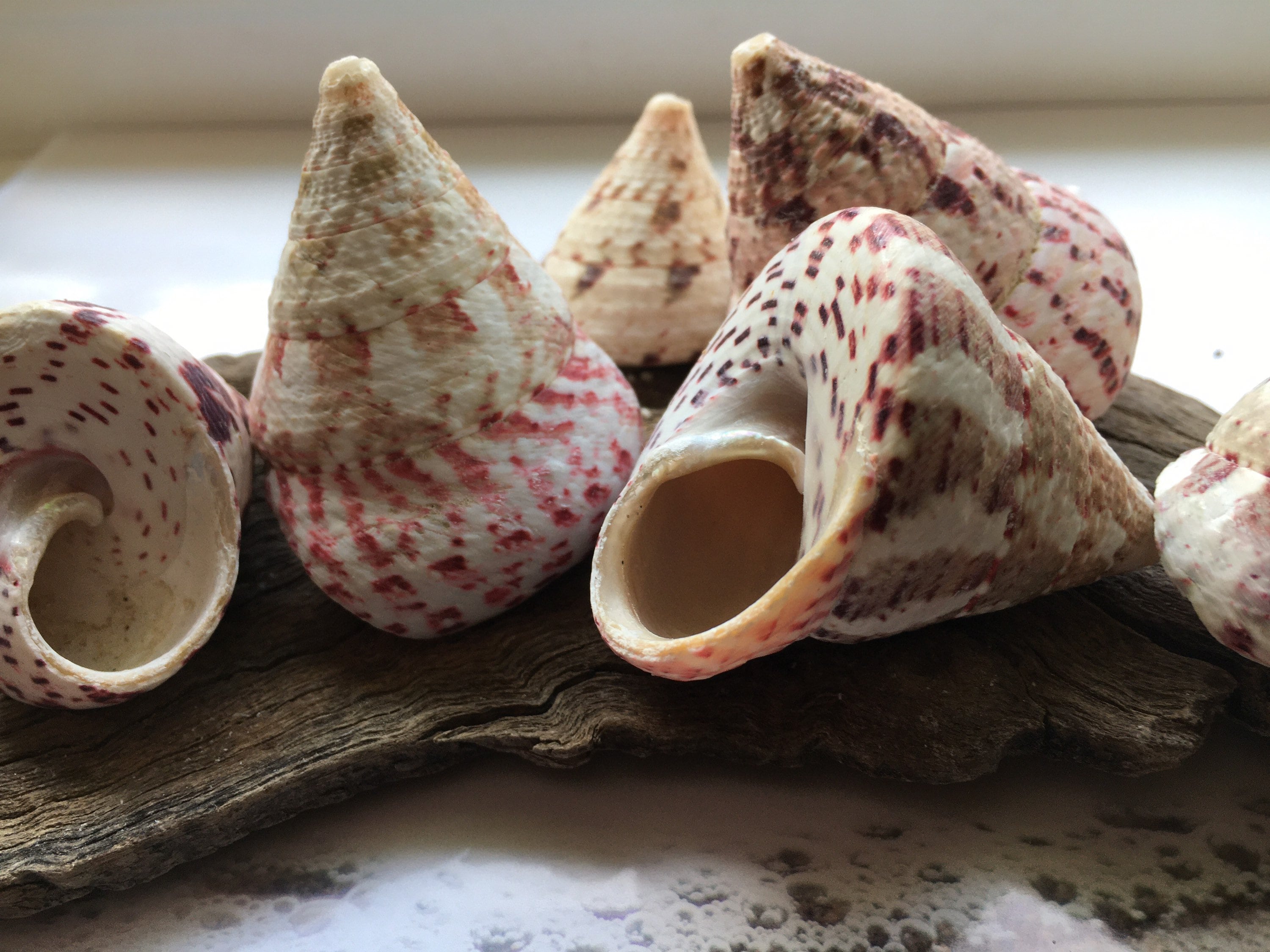 Strawberry Trochus Polished Shells-wedding-beach Decor-pink Sea Shells ...