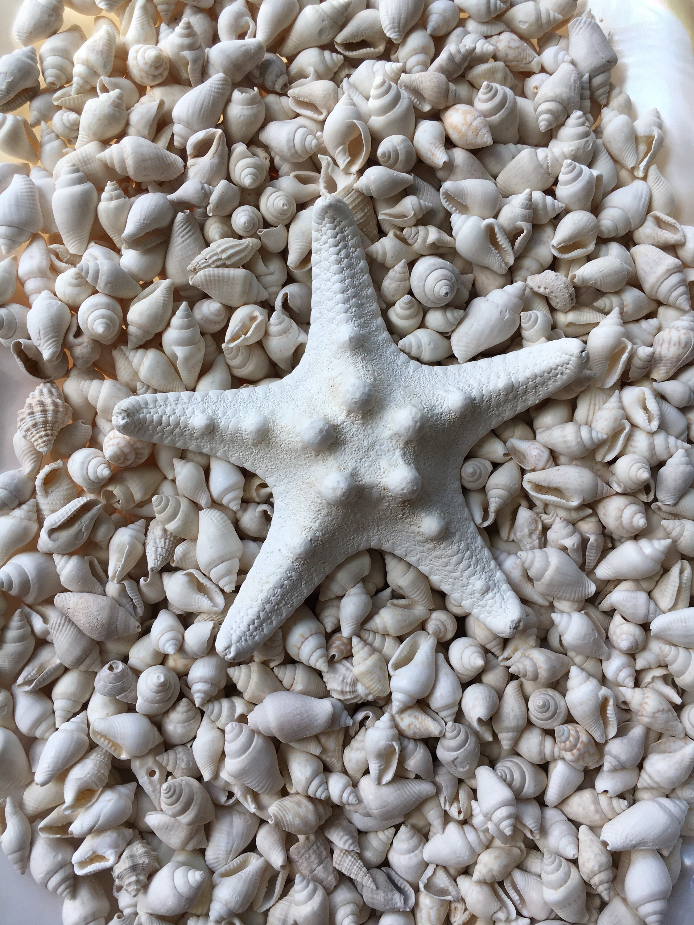 Nassa Shells 1/4cm 1cm White Nassa Shells Small Shell - Etsy