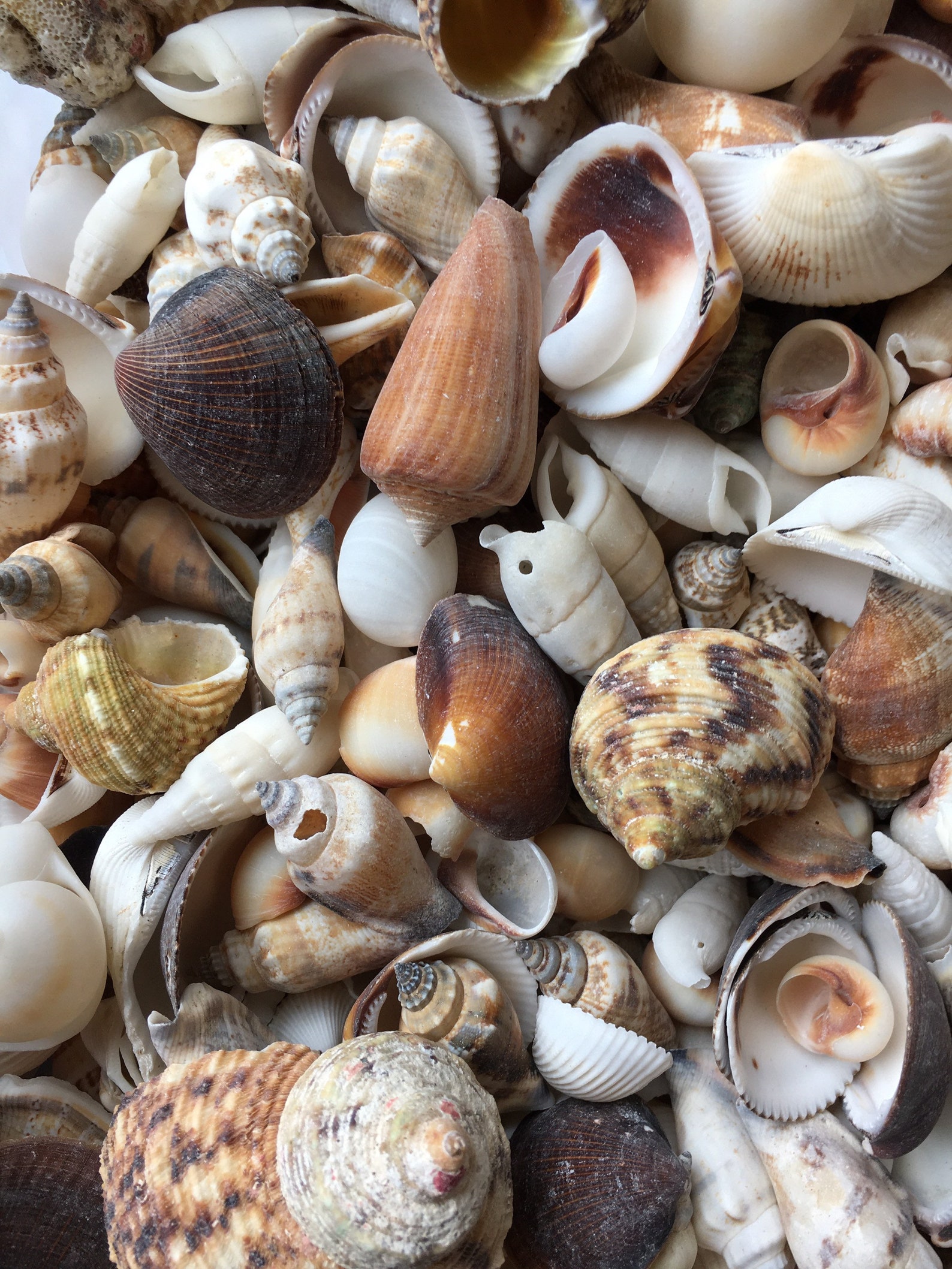 Philippines 1/2 Lb Shell Mix-beach Wedding Decor-sea Shells Bulk ...