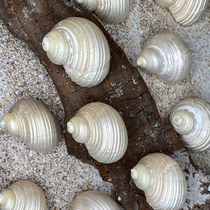 Pearl Turbo Setosus Shell 1 3/4 - 2 1/4" Opening 1" (pentholatus ...