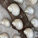 Pearl Turbo Setosus Shell 1 3/4 - 2 1/4" Opening 1" (pentholatus ...