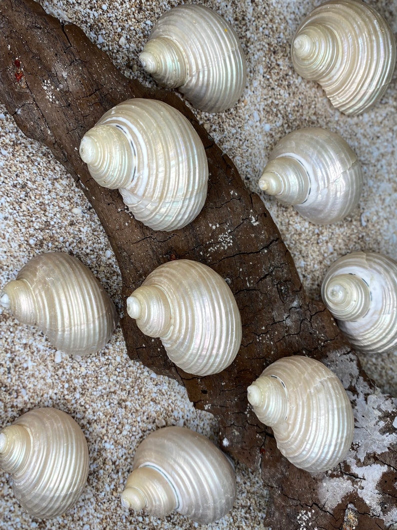 Pearl Turbo Setosus Shell 1 3/4 2 1/4 Opening 1 - Etsy