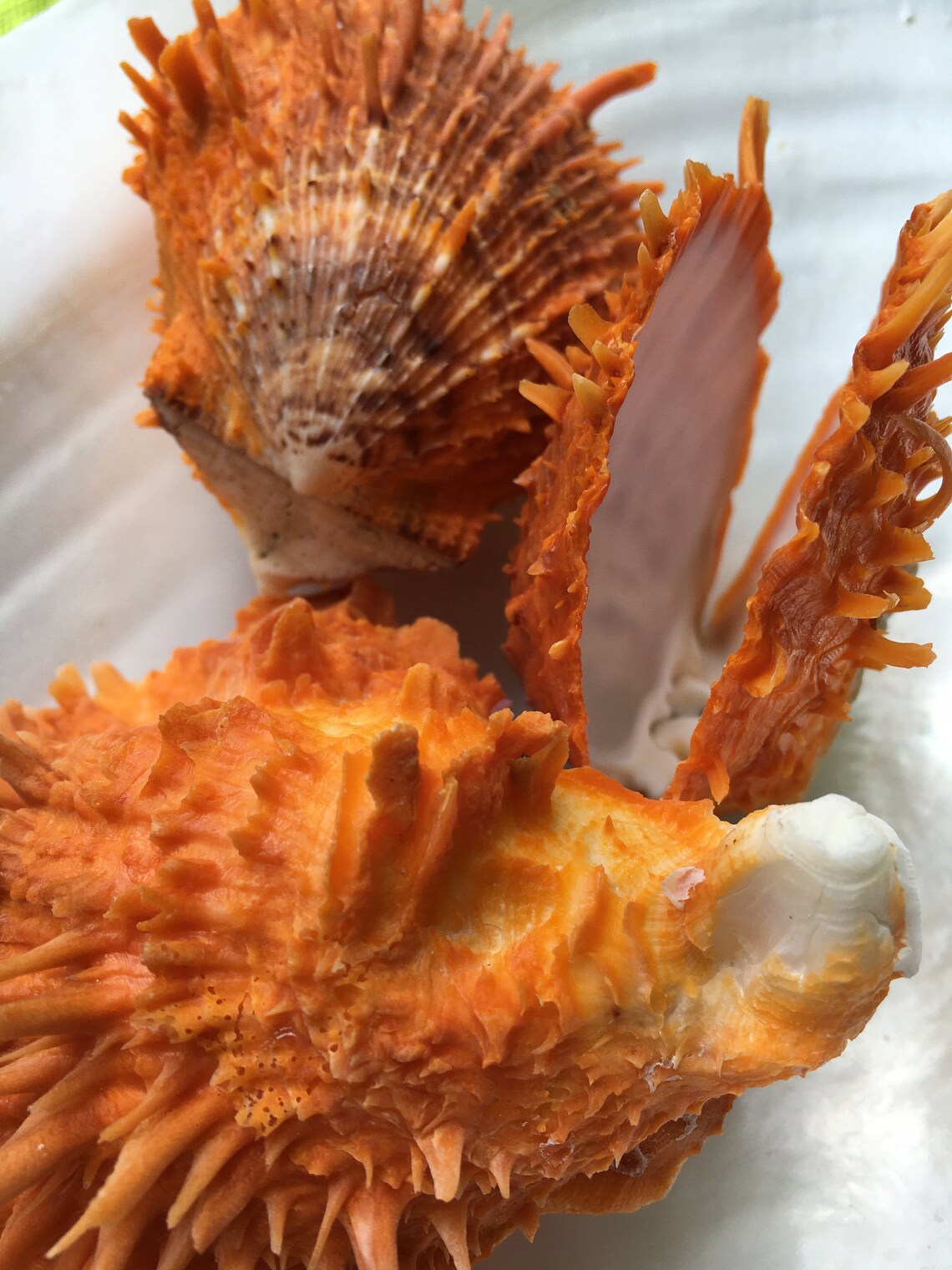 Spiny Oyster Orange Pair Seashell 23 Sea Shell - Etsy