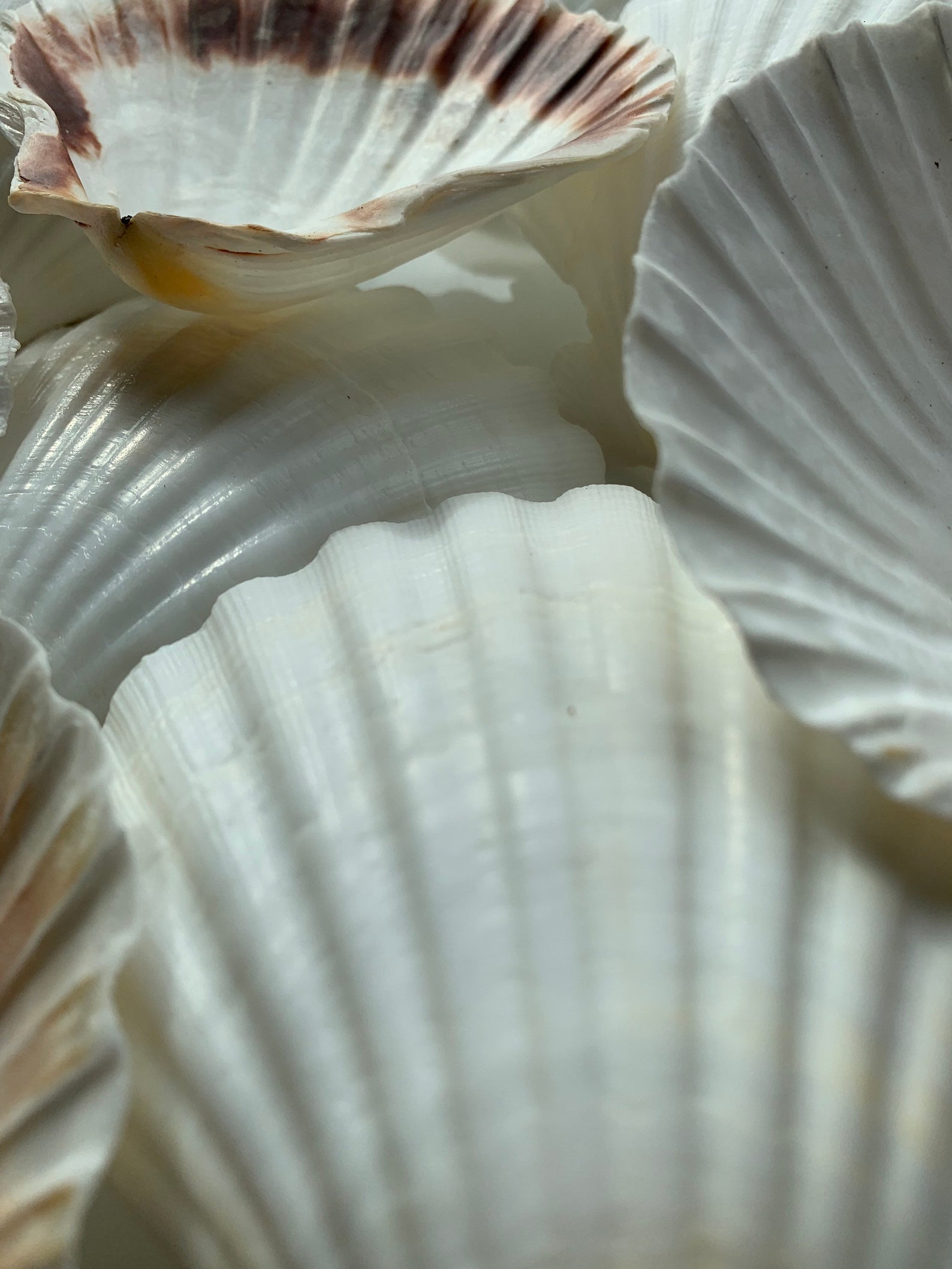 45 Irish Deep Baking Scallop Shell Seashell Supplies Scallop Shells ...