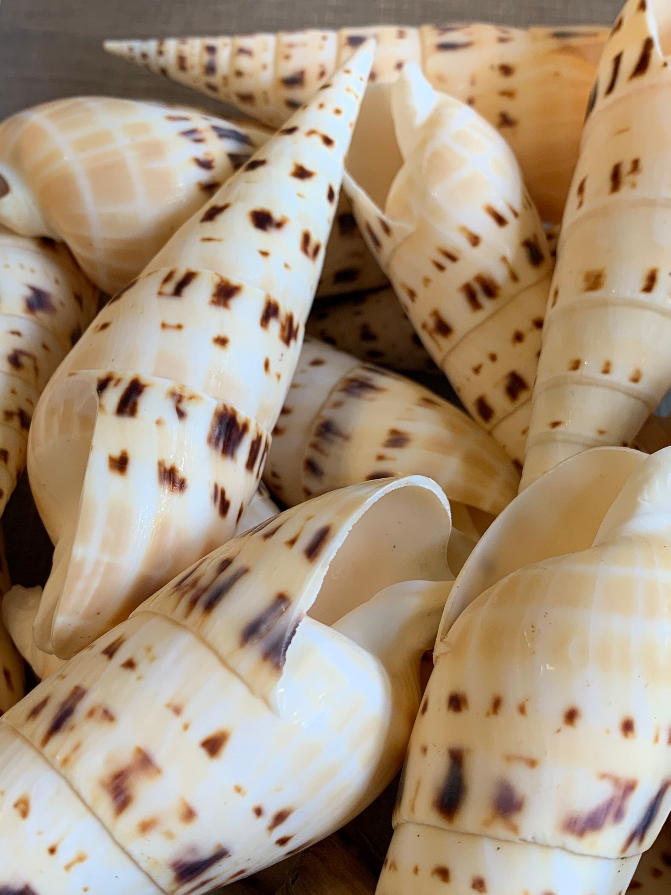 Terebra Maculata Marlinspike Shell Sea Shell Crafts Beach - Etsy Australia