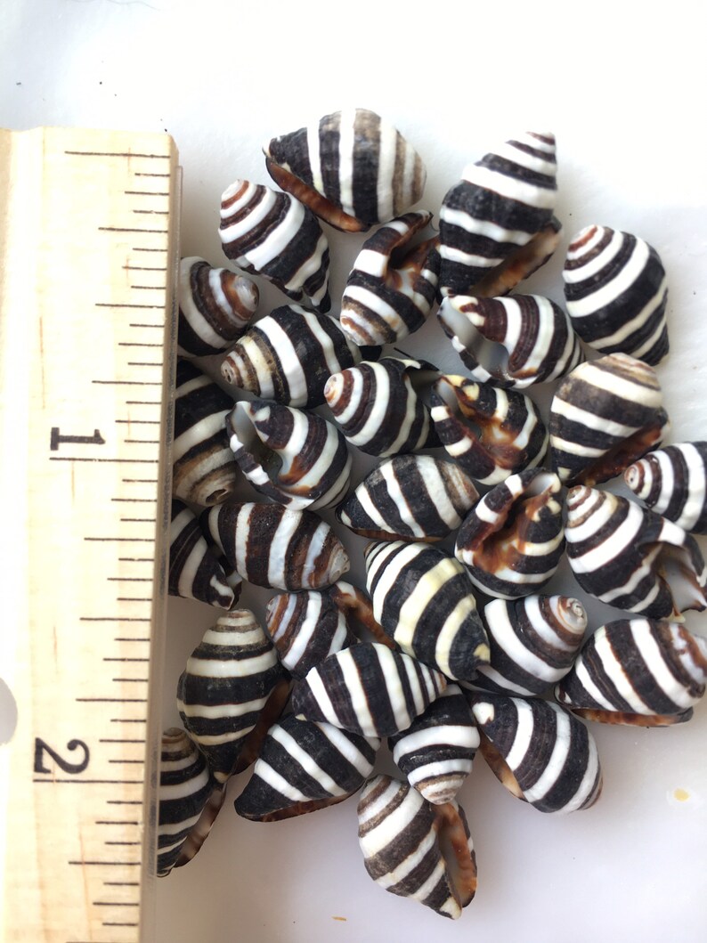 Beehive Bumblebee Snail Shells 1/41/2 Tiny Shells - Etsy