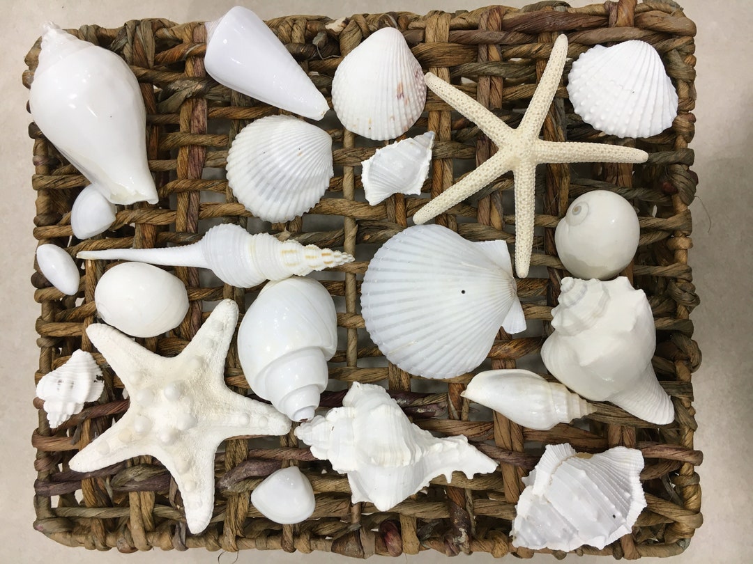 20 Piece Wedding Seashell Mix, Beach Wedding Decor, White Wedding ...