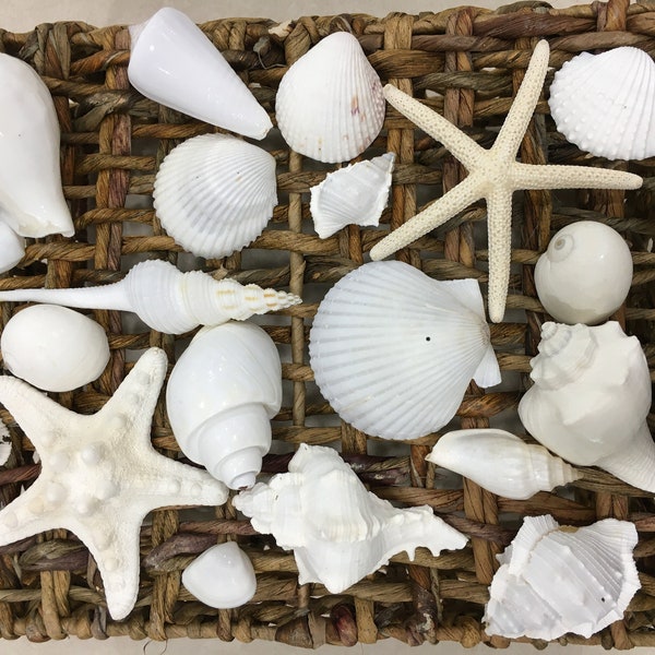 Wedding Seashells - Etsy