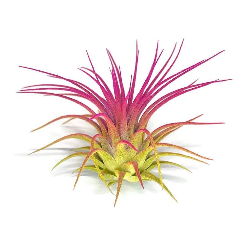 Rainbow 3 Pack, Tillandsia Air Plant, Airplant, Healthy Arrival ...