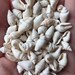 Nassa Shells 1/4cm - 1cm - White Nassa Shells - Small Shell Mix - Tiny ...