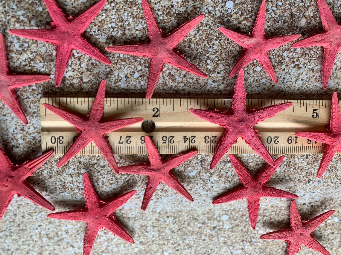 Red Tiny Starfish-1-1.5 Starfish Craft Supplies - Etsy