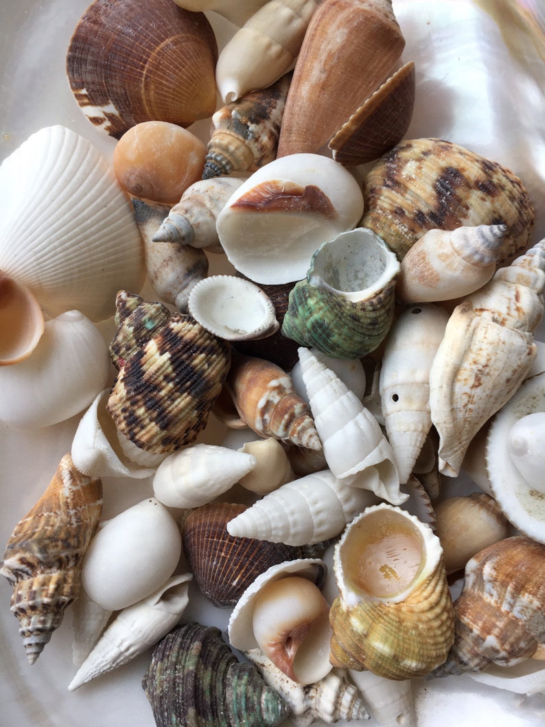 Philippines Mix-beach Wedding Decor-sea Shells Bulk-assorted - Etsy