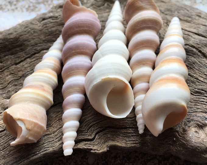 Seashells Purple Turritella 10 Shells Seashell Supply Craft Seashells ...