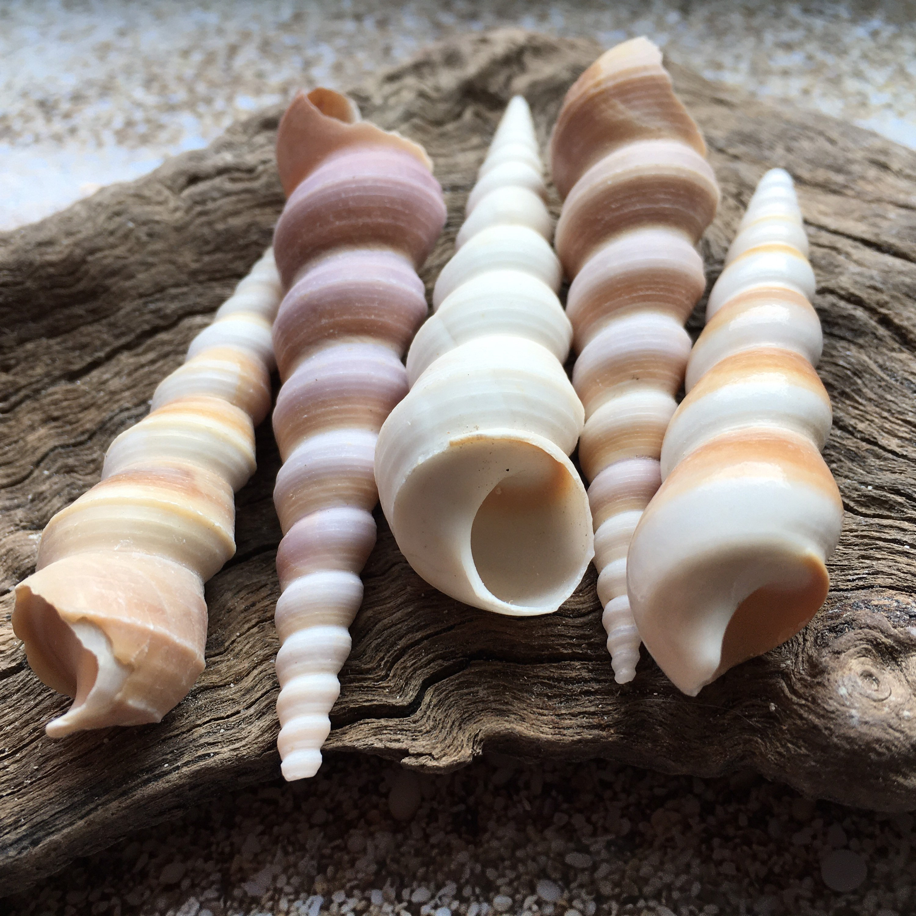 Terebra Turritella Shells (2"-3"), Purple Turritella, Beach Wedding ...