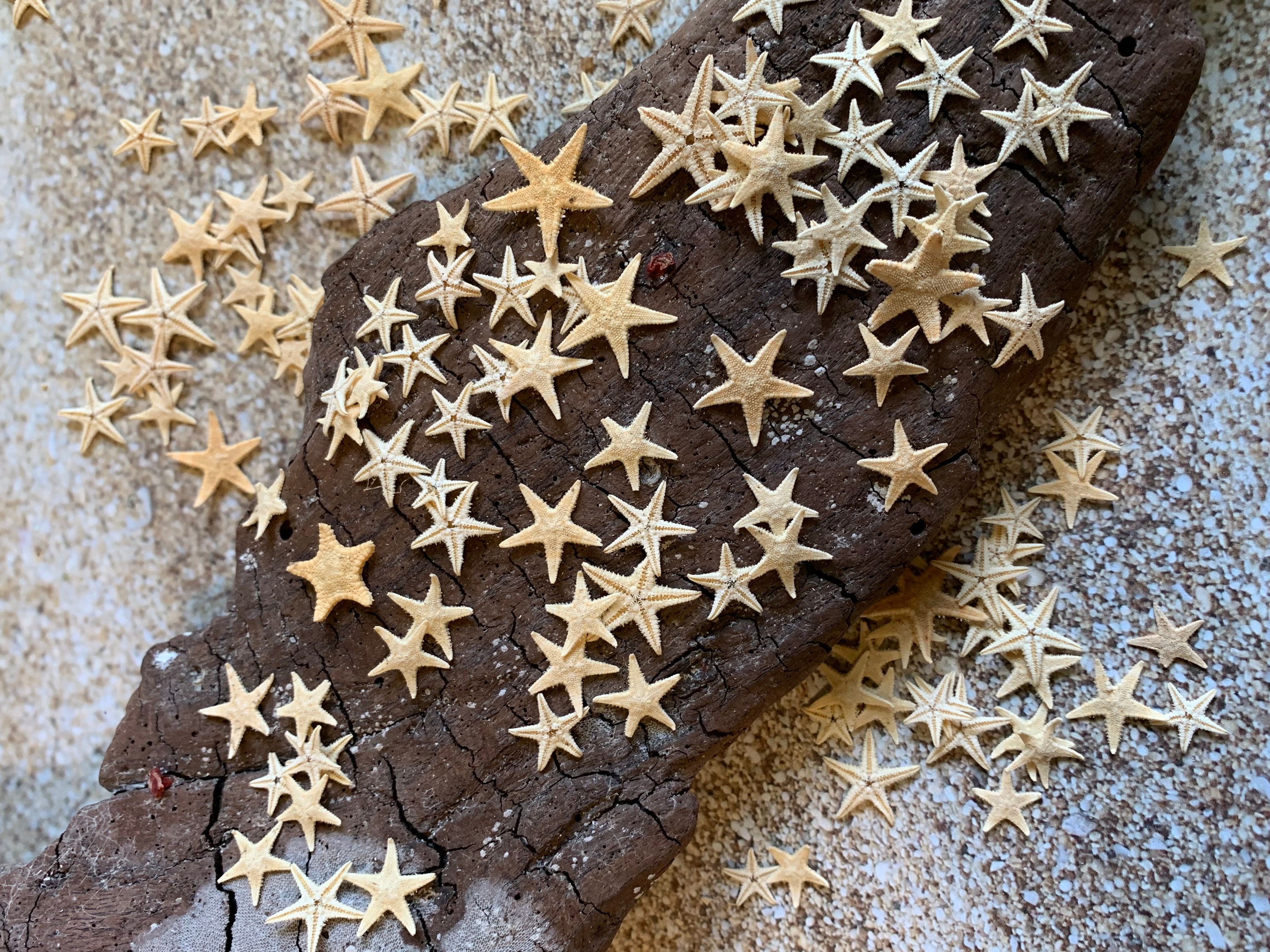 Tiny Starfish 1/43/4 Star Fish Craft Supply - Etsy