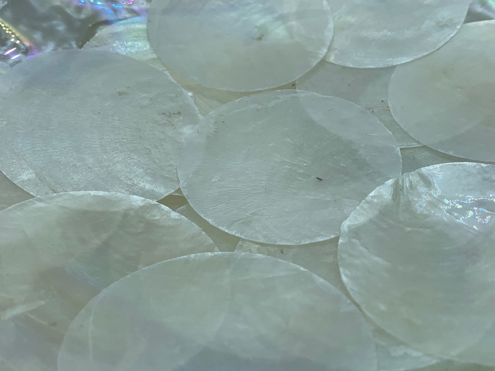 Capiz Shells Round 2 Flat Shells Natural Cream Capiz - Etsy