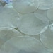 Capiz Shells Round 2" - Flat Shells - Natural Cream Capiz - Beach ...