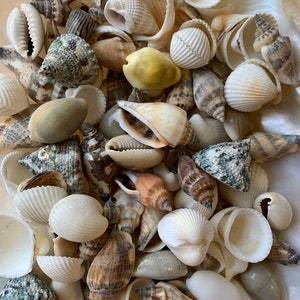 Shell Mix-1/2"-1" Small/medium Shell Mix-craft Seashells-small ...