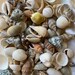 Shell Mix-1/2"-1" Small/medium Shell Mix-craft Seashells-small ...