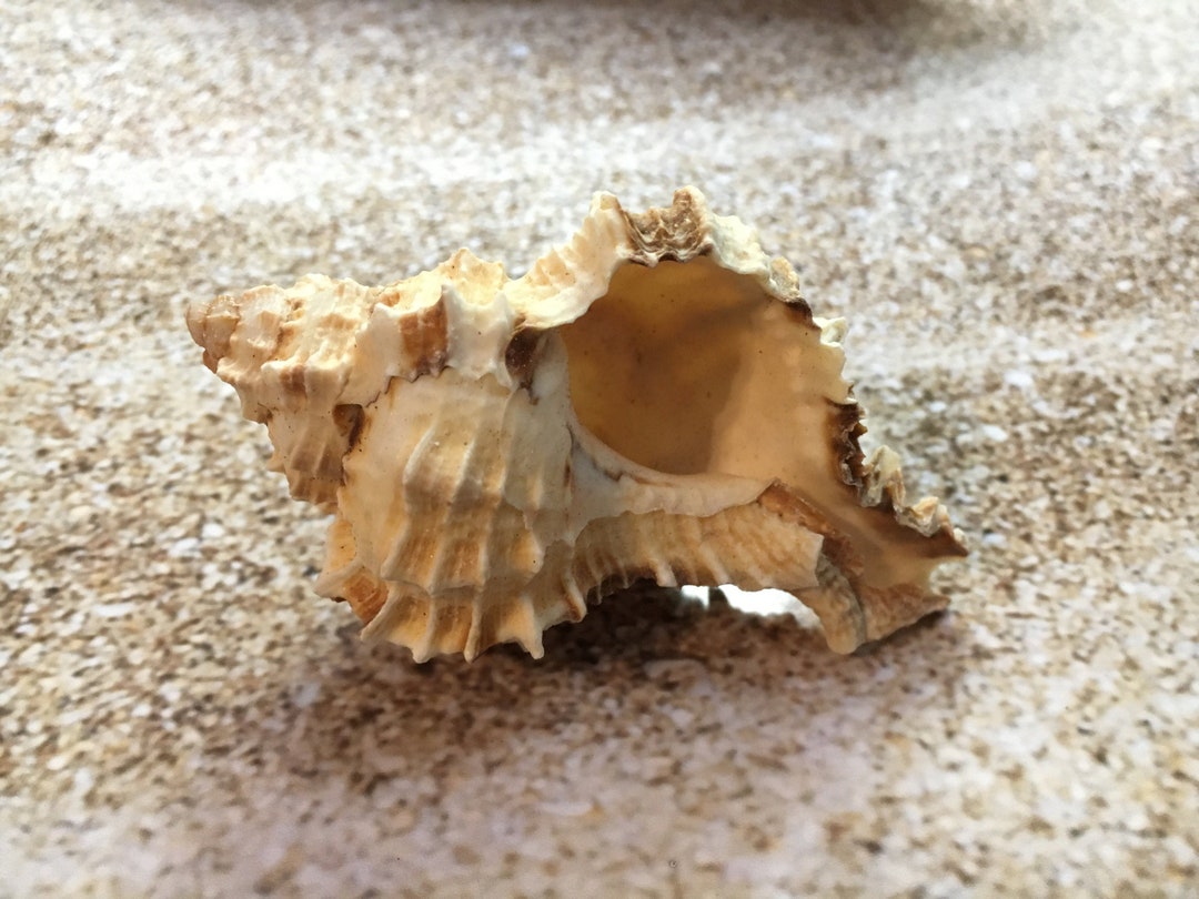 Apple Murex Seashell - 2"-3" - Beach Wedding Decor - Crafting Shells ...