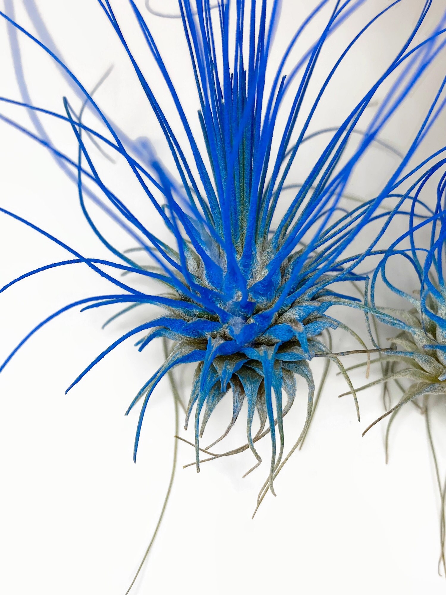 Buy 1 Get 1 FREE Blue THIN Argentina Air Plant Guatemala - Etsy