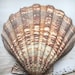 XL Lions Paw Single 5"-6"-bulk- Seashell Supplies - Scallop Shells for ...