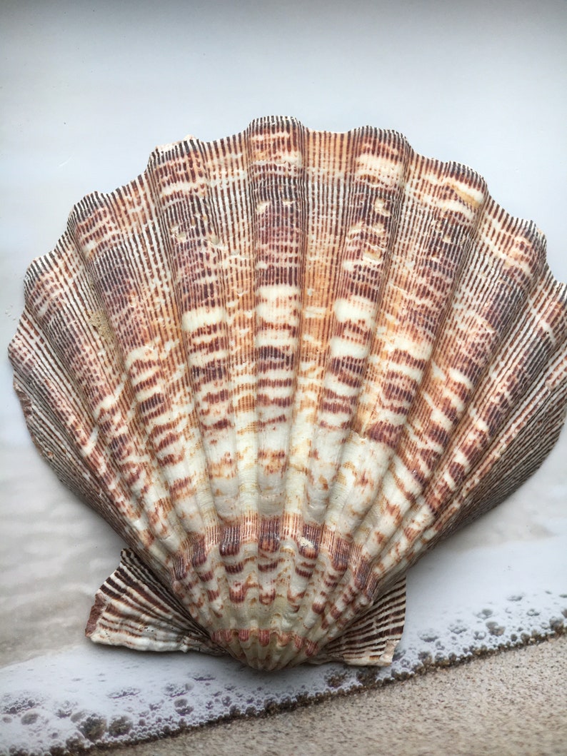XL Lions Paw Single 5"-6"-bulk- Seashell Supplies - Scallop Shells for ...