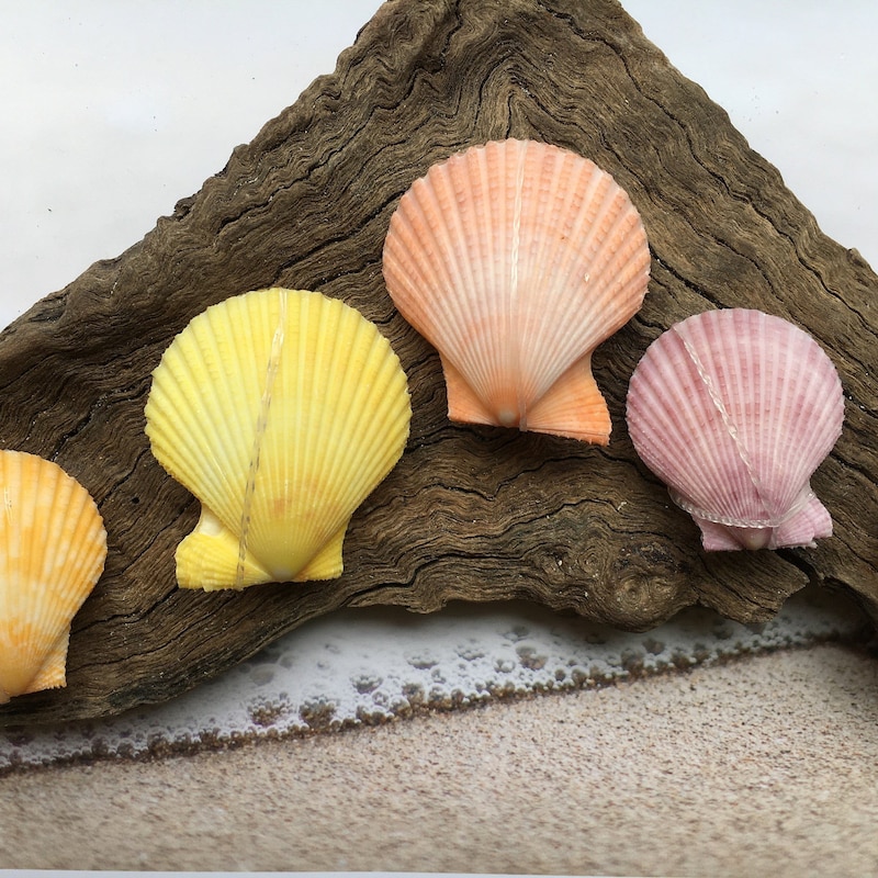 Calico Scallop Shell - Etsy
