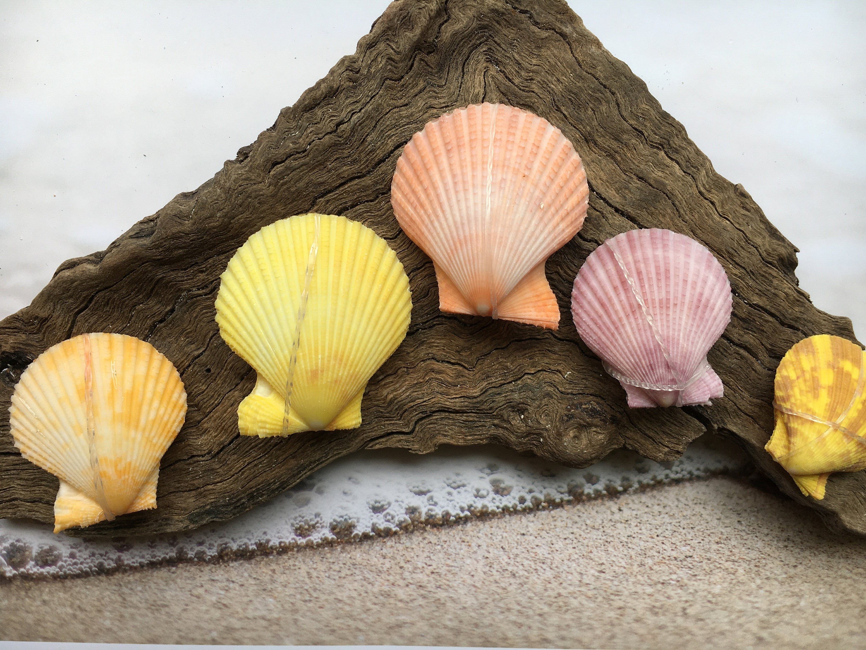 Colorful Scallop Pectin Seashell Pairs Small Pectin - Etsy