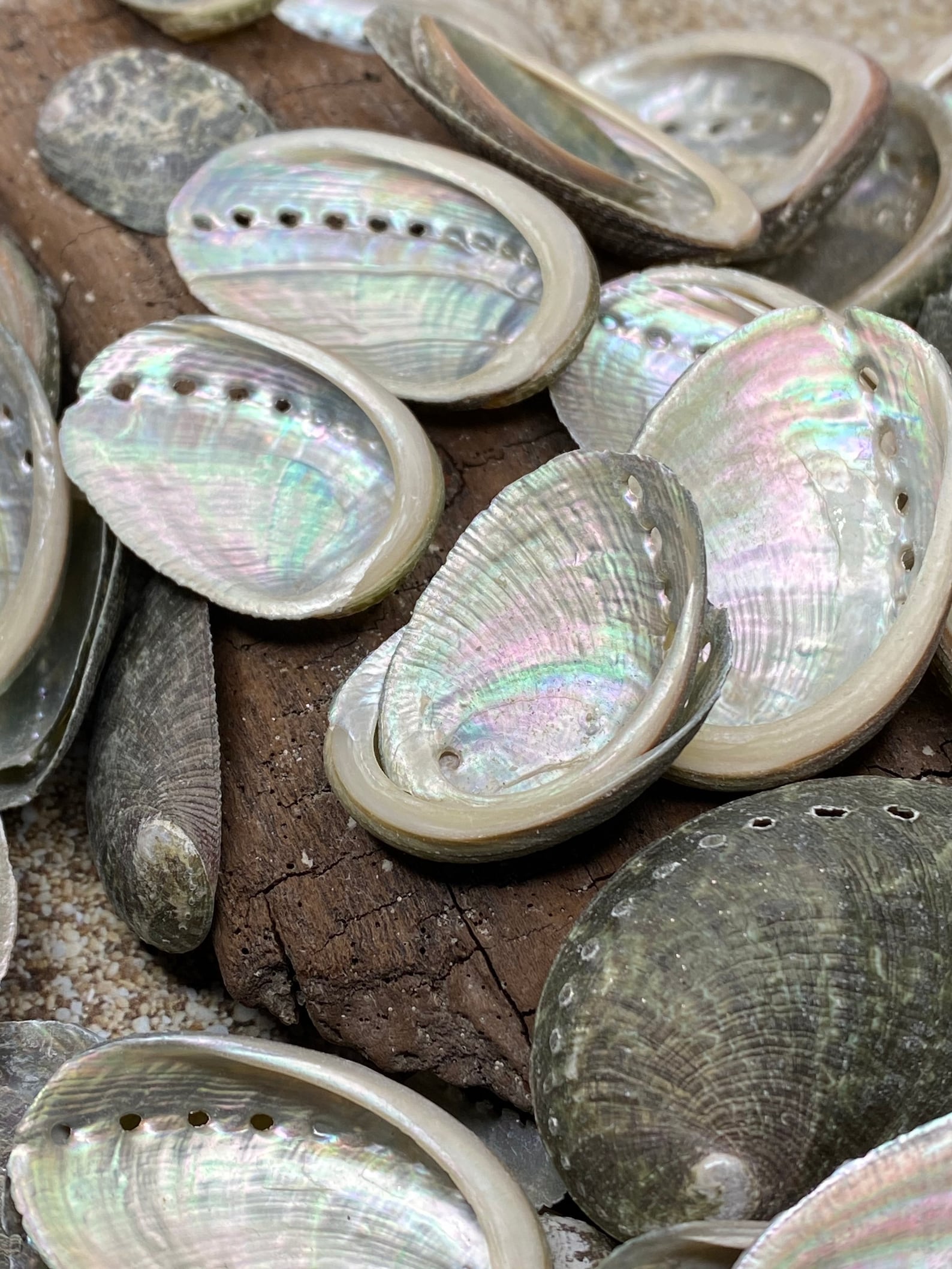 Beautiful Abalone Shells-abalone-crafting Abalone-bulk-craft | Etsy