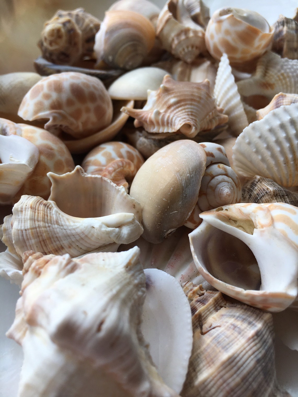 Assorted Sea Shell Mix Beach Wedding Decor Sea Shells Bulk - Etsy