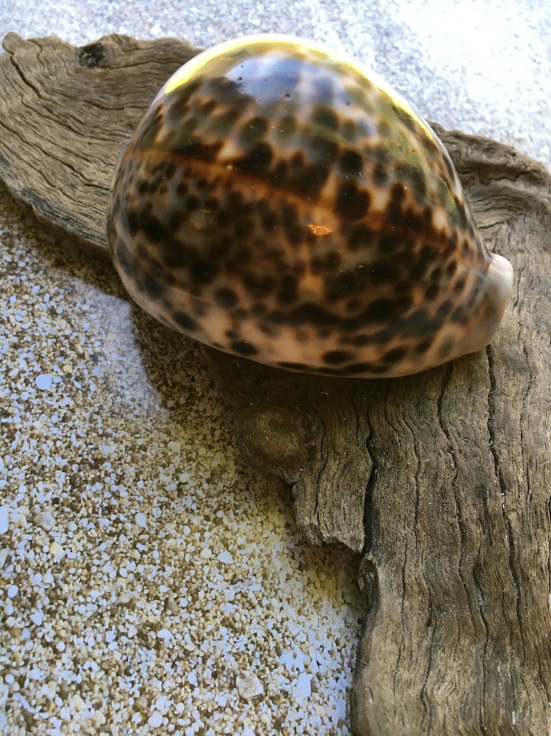 XL Tiger Cowrie Seashells cypraea Tigris Wedding - Etsy