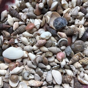 Shell Mix-1/4"-1" Tiny/small Shell Mix-craft Seashells-small Seashells ...