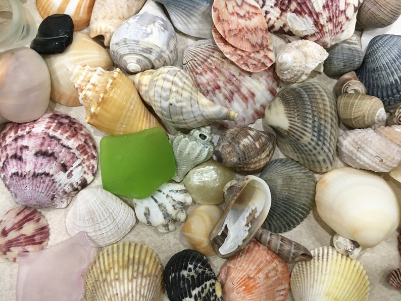 Sea Glass & Seashells Mix Great for Crafting Art Home Decor - Etsy