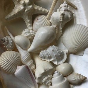 20 Piece Wedding Seashell Mix, Beach Wedding Decor, White Wedding ...