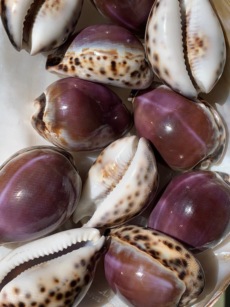 Tiger Cowrie Purple Top Seashells (cypraea Tigris) Cowry-seashells ...