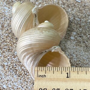 Pearl Turbo Setosus Shell 1 3/4 - 2 1/4" Opening 1" (pentholatus ...