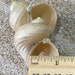 Pearl Turbo Setosus Shell 1 3/4 - 2 1/4" Opening 1" (pentholatus ...