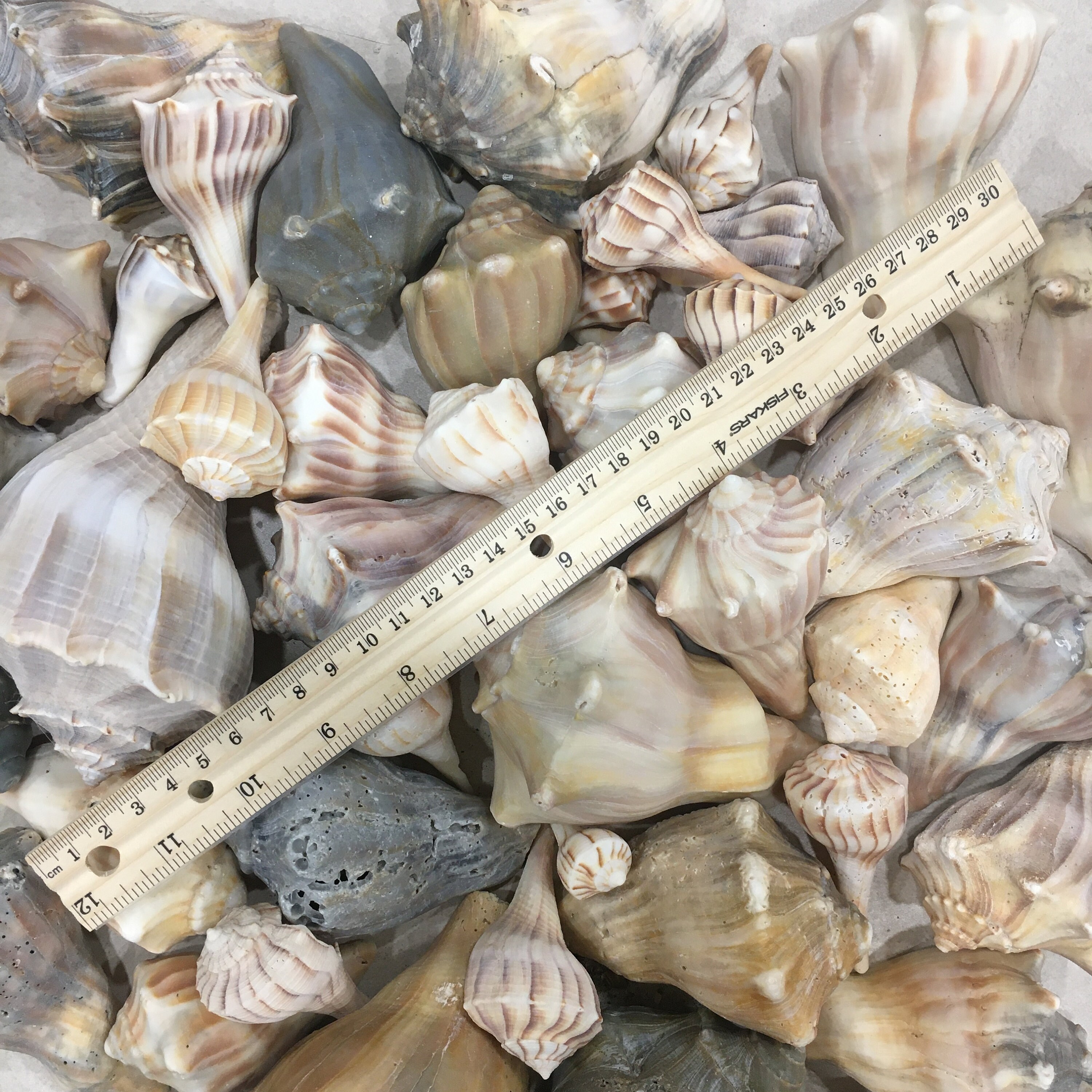 Lightning Whelk From Sanibel Island Florida Beach Whelk Home - Etsy