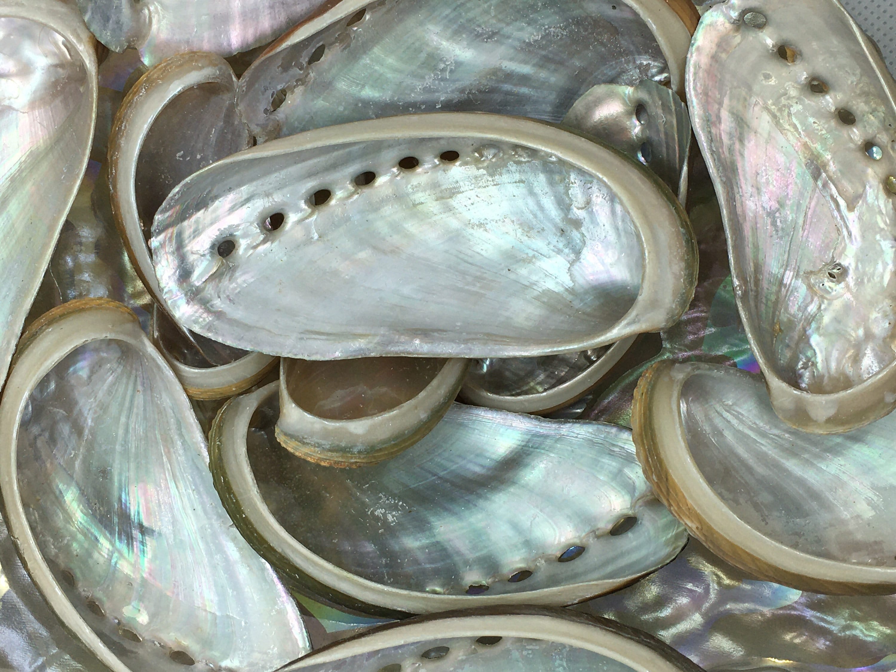 Green Abalone Donkey Ears-abalone-crafting Abalone-bulk-craft Seashells ...