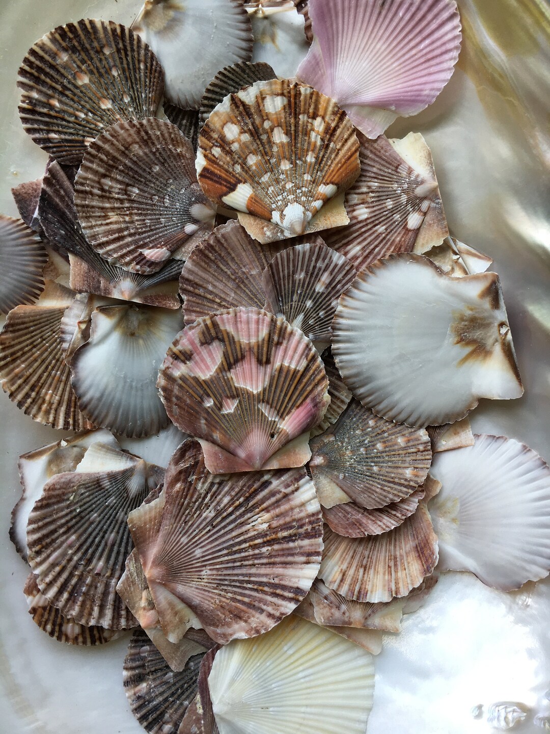 Baby Flat Scallop Shell-bulk - Seashell Supplies - Scallop Shells for ...