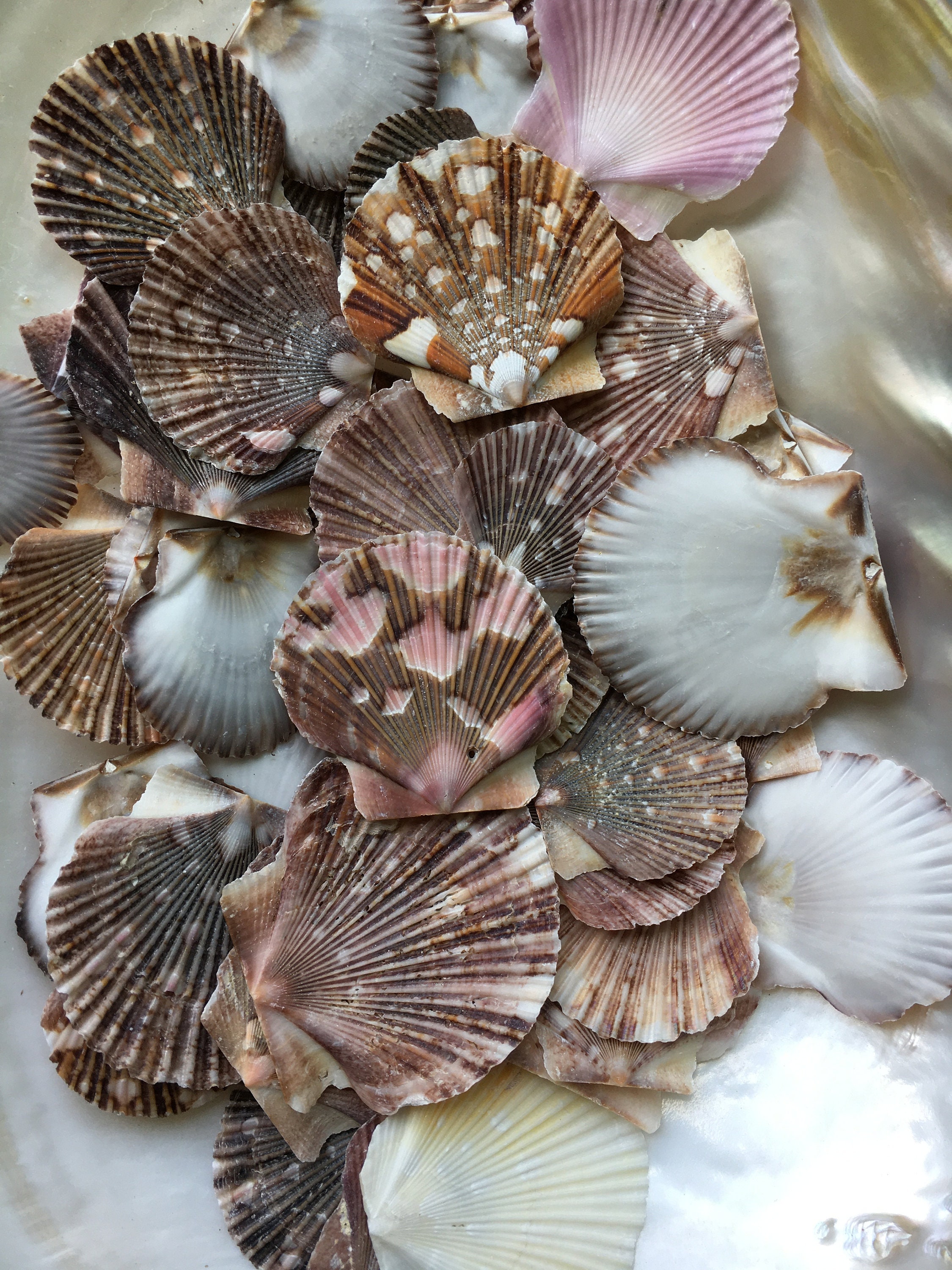 Baby Flat Scallop Shell-bulk Seashell Supplies Scallop - Etsy