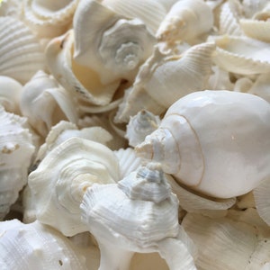 White Wedding Seashell Mix, Beach Wedding Decor, White Wedding Shells ...