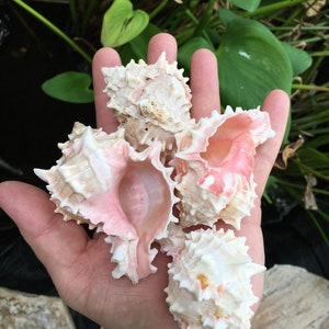Pink Murex Seashell-beach Wedding Decor-crafting Shells-wedding Shells ...
