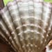 XL Lions Paw Single 5"-6"-bulk- Seashell Supplies - Scallop Shells for ...
