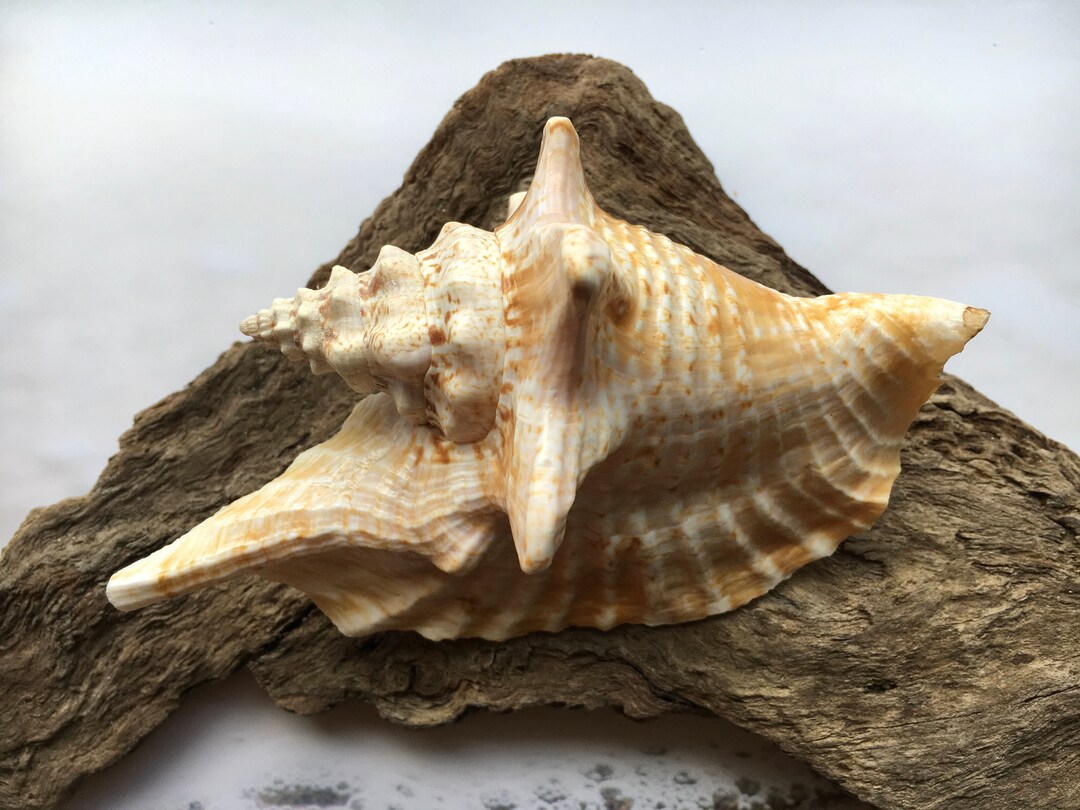 Rooster Tail Conch 4"-6" - Beach Wedding Decor - Seashells - Spiky ...