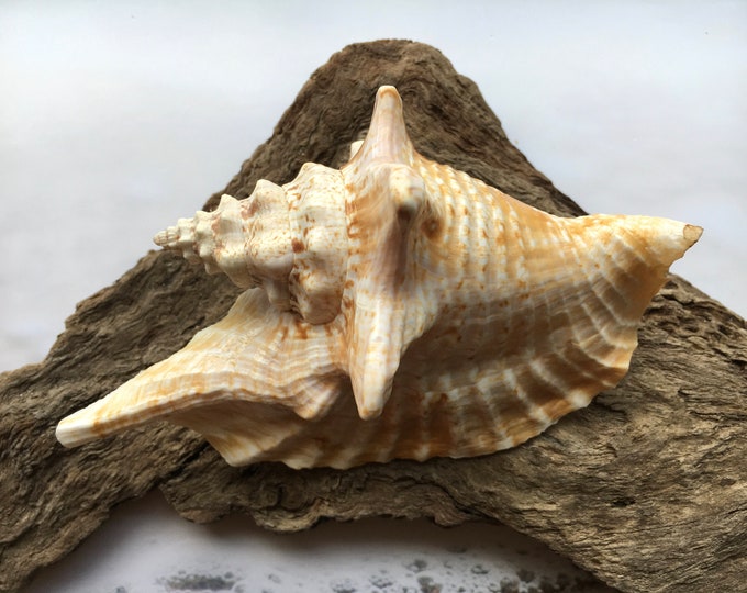 Rooster Tail Conch 4"-6" - Beach Wedding Decor - Seashells - Spiky ...