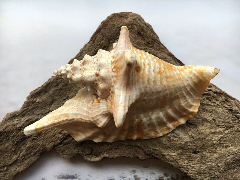 Rooster Tail Conch 46 Beach Wedding Decor - Etsy