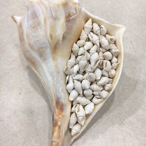 Nassa Shells 1/4cm - 1cm - White Nassa Shells - Small Shell Mix - Tiny ...